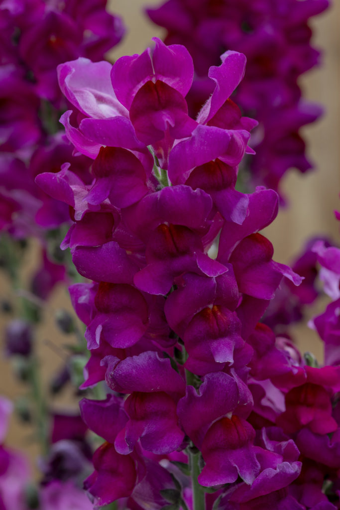 Speedy Sonnet - Sakata Ornamentals