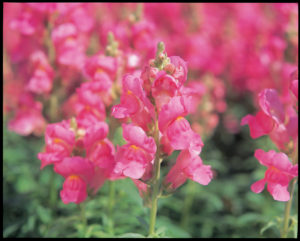 Speedy Sonnet - Sakata Ornamentals