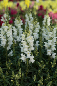 Speedy Sonnet - Sakata Ornamentals