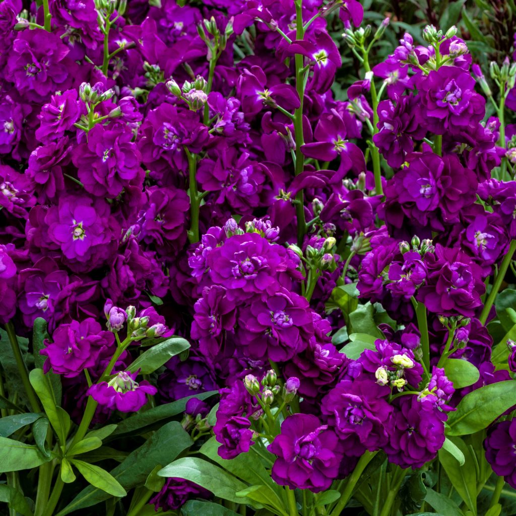 Mime - Sakata Ornamentals