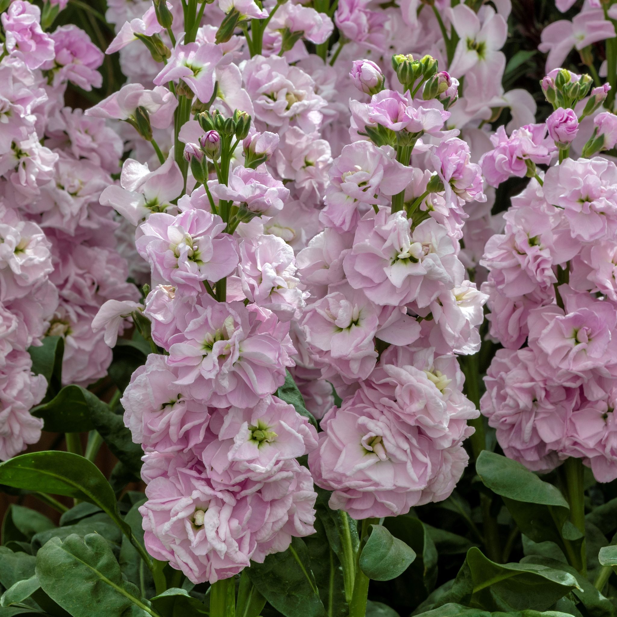 Mime - Sakata Ornamentals