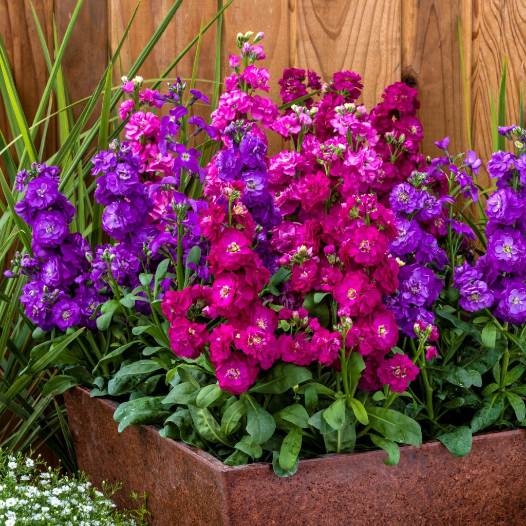 Mime - Sakata Ornamentals