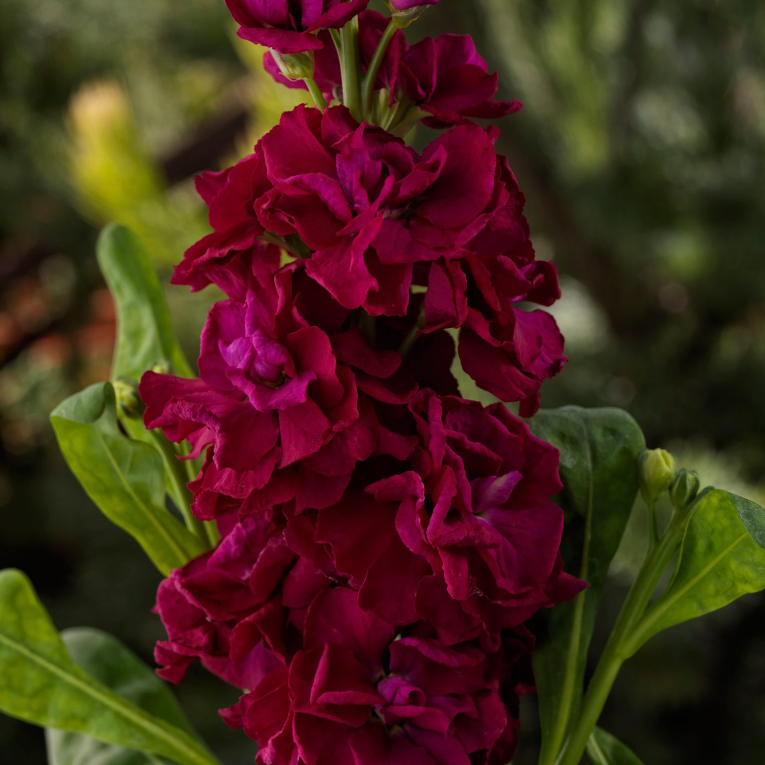 Mime - Sakata Ornamentals