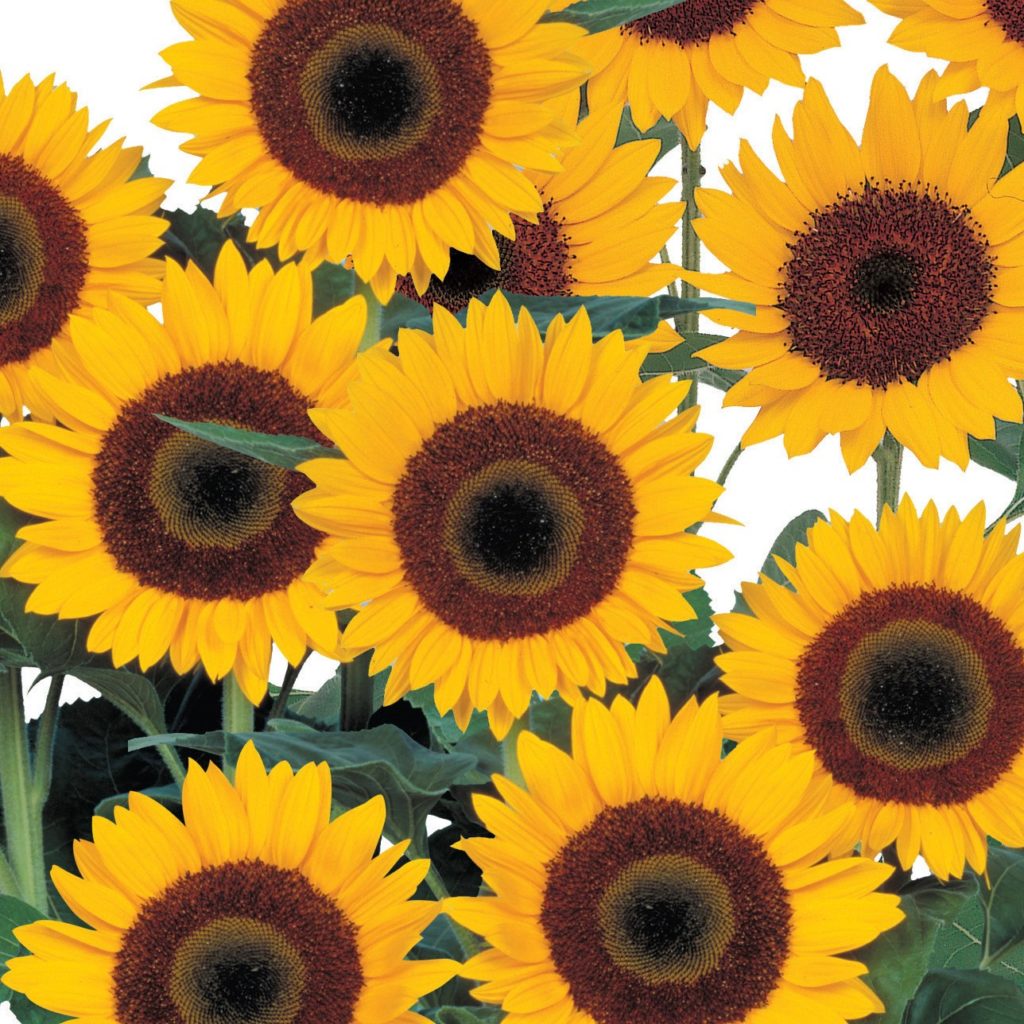 Sunflower - Sakata Ornamentals