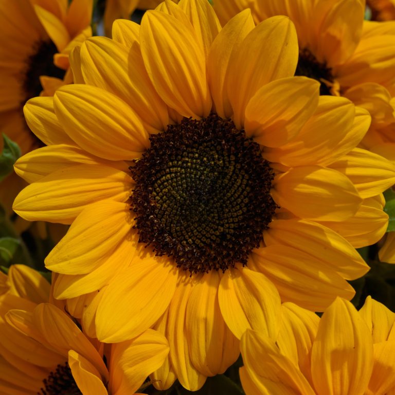 Vincent® - Sakata Ornamentals