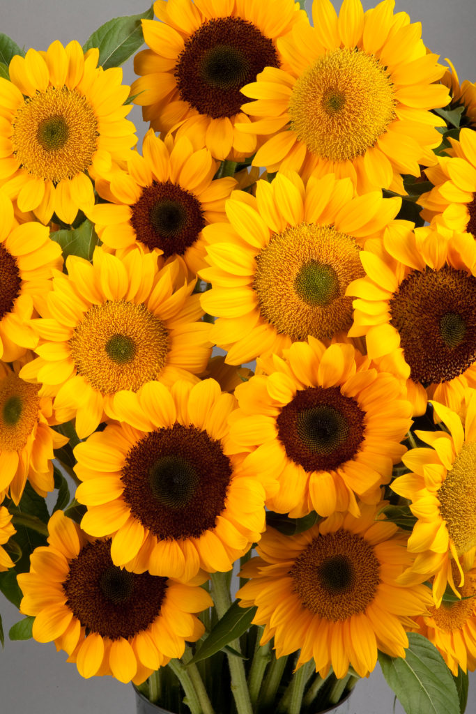 Vincent® - Sakata Ornamentals