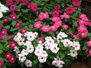 Victory - Sakata Ornamentals
