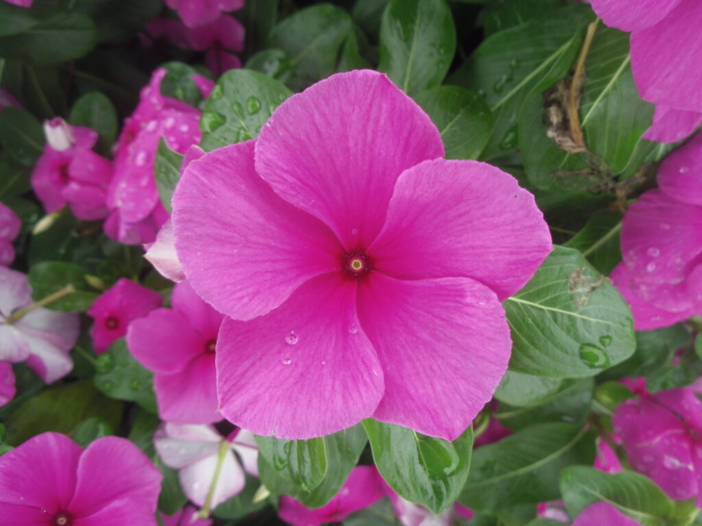 Virtuosa - Sakata Ornamentals