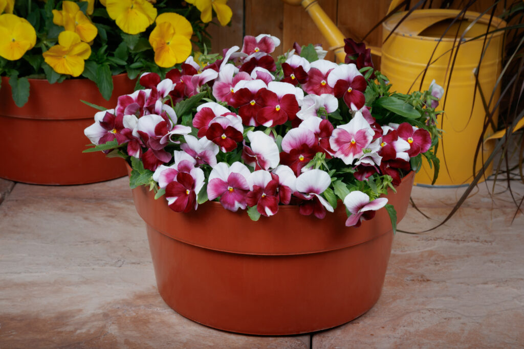 ColorMax - Sakata Ornamentals