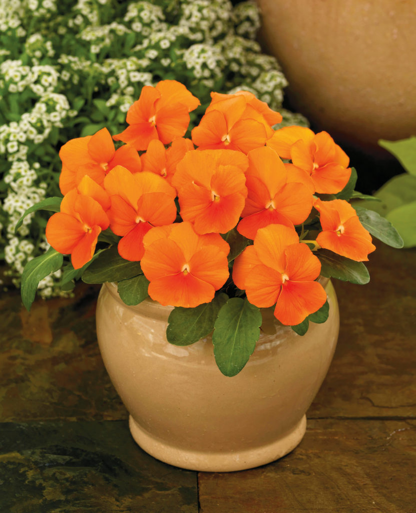 ColorMax - Sakata Ornamentals