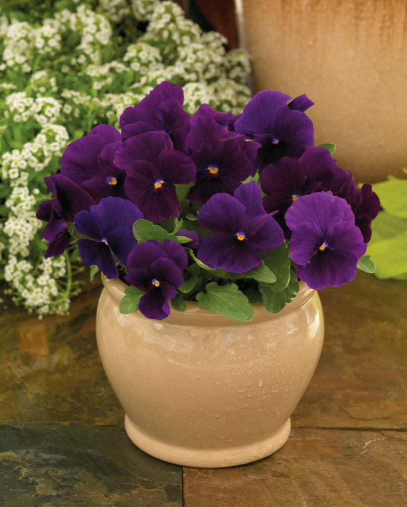 ColorMax - Sakata Ornamentals