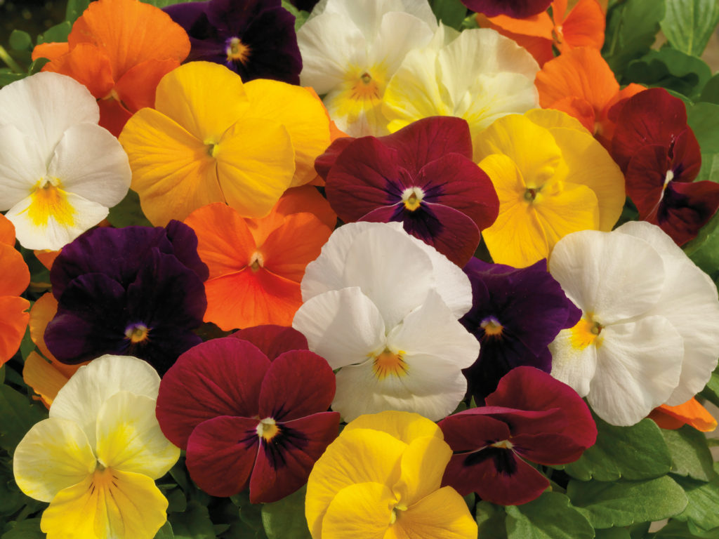 ColorMax - Sakata Ornamentals