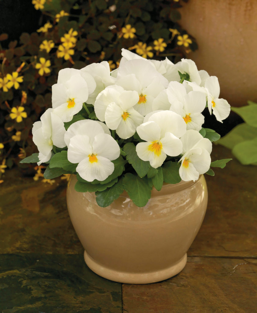 ColorMax - Sakata Ornamentals