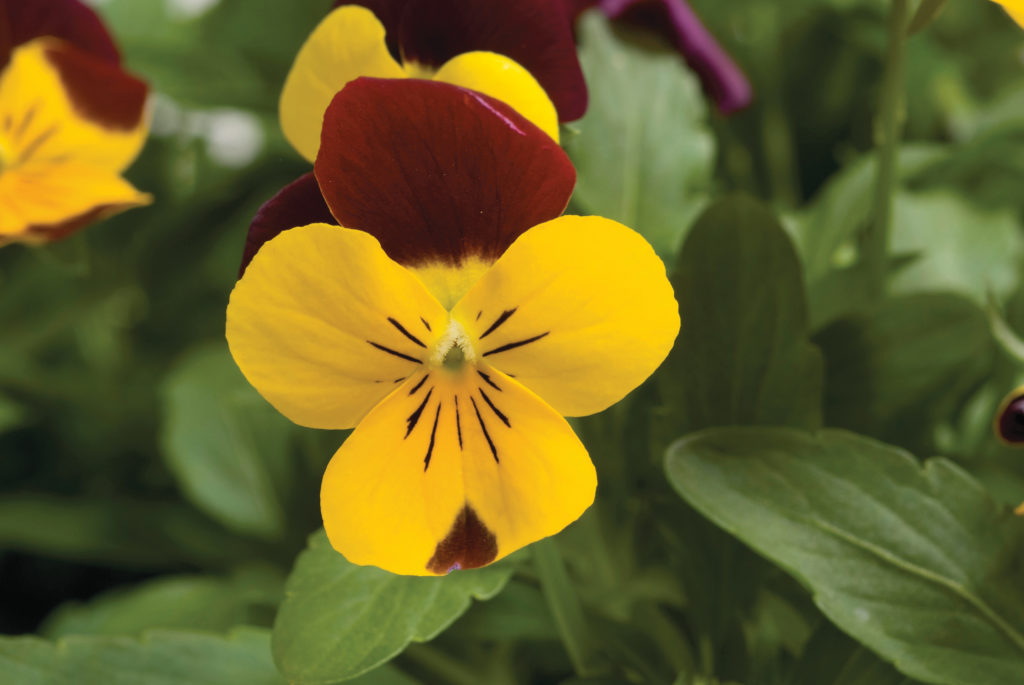 Rebelina - Sakata Ornamentals