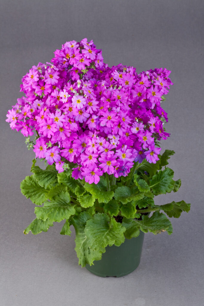 Prima - Sakata Ornamentals