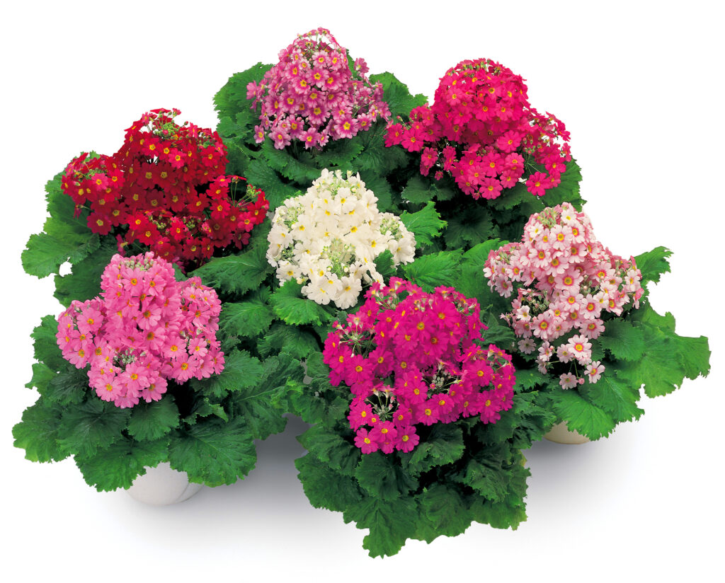 Prima - Sakata Ornamentals