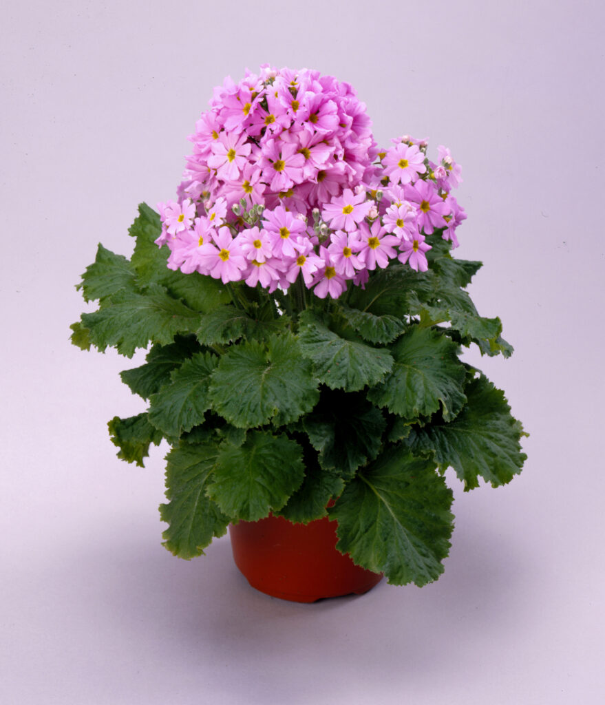 Prima - Sakata Ornamentals