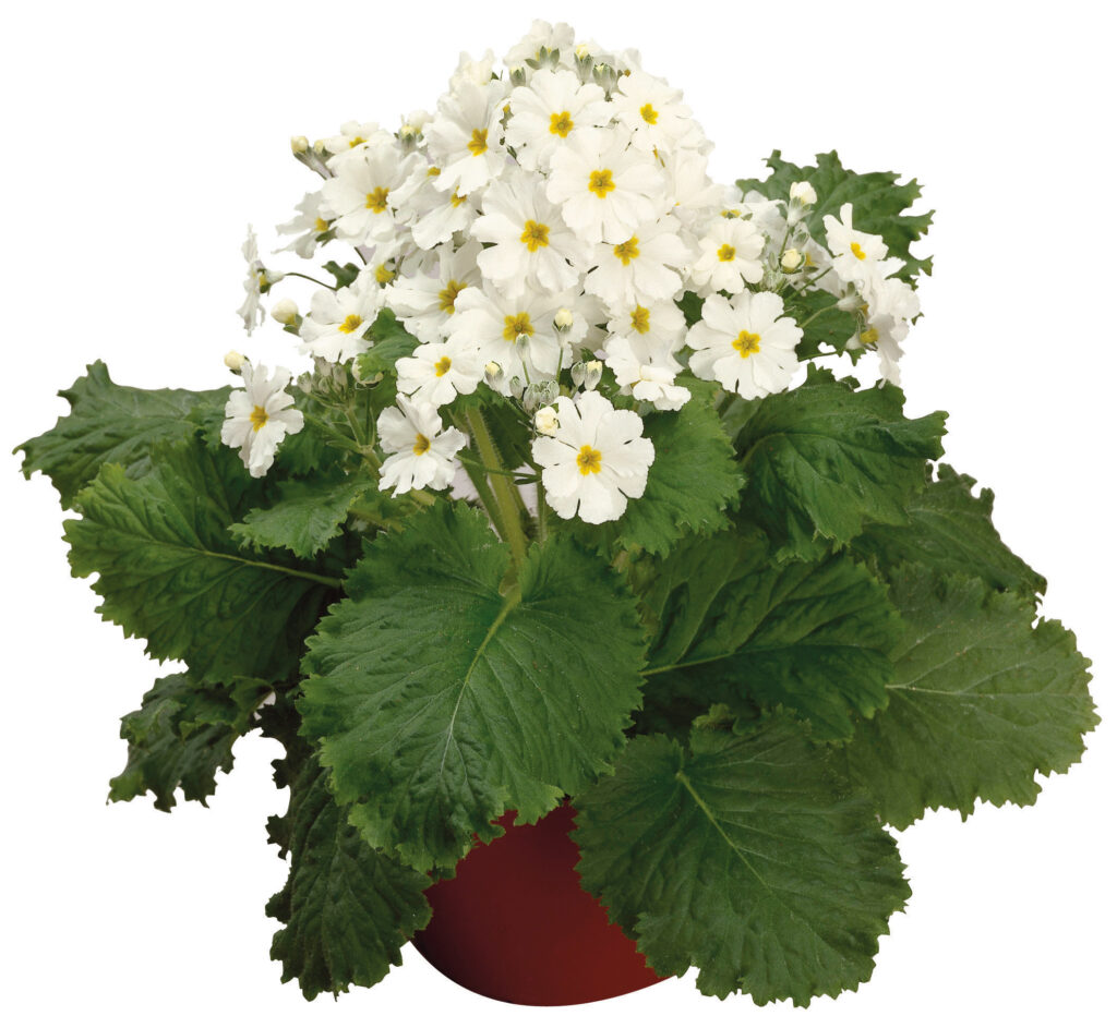 Prima - Sakata Ornamentals