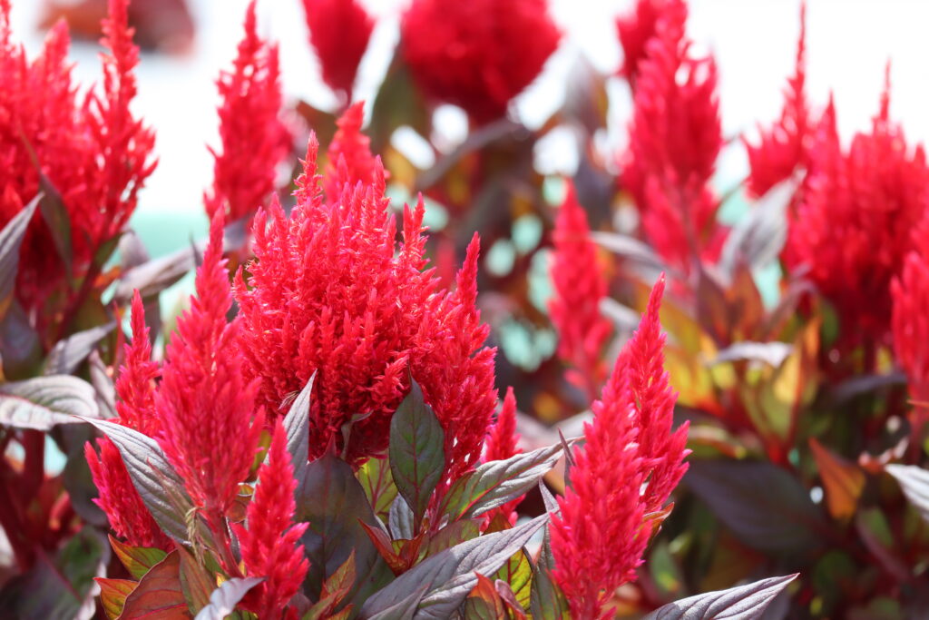 Burning Embers - Sakata Ornamentals