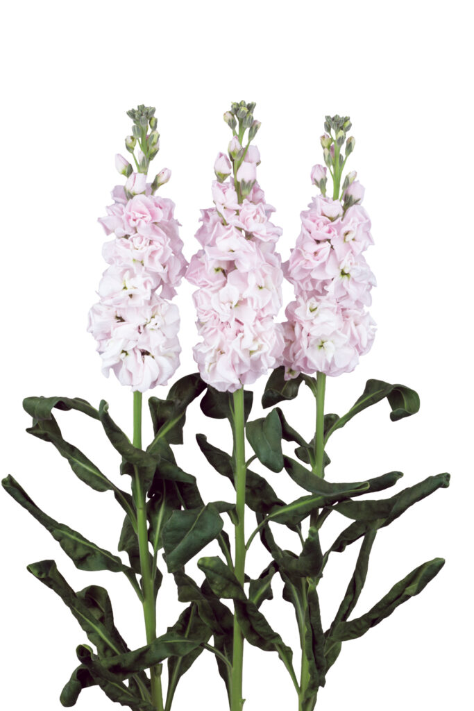Stock - Sakata Ornamentals